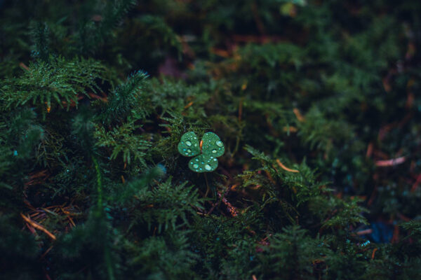 The Dharma rain equally brings merit to us – Seifuji Temple - Honmon ...
